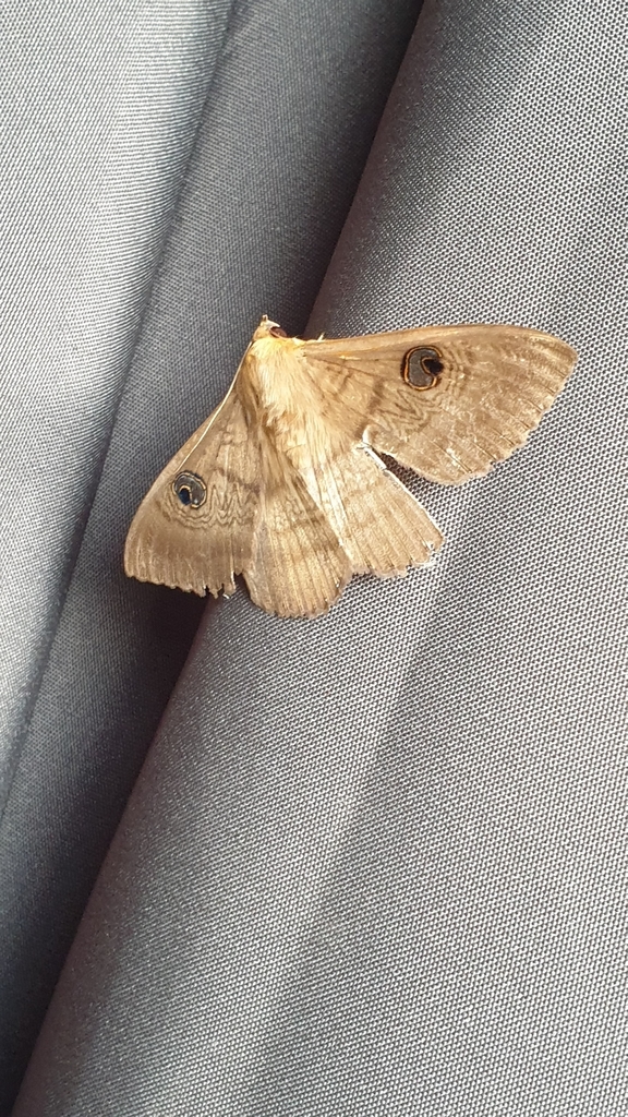 Southern Moon Moth from Langwarrin on November 06, 2021 at 07:08 AM by ...