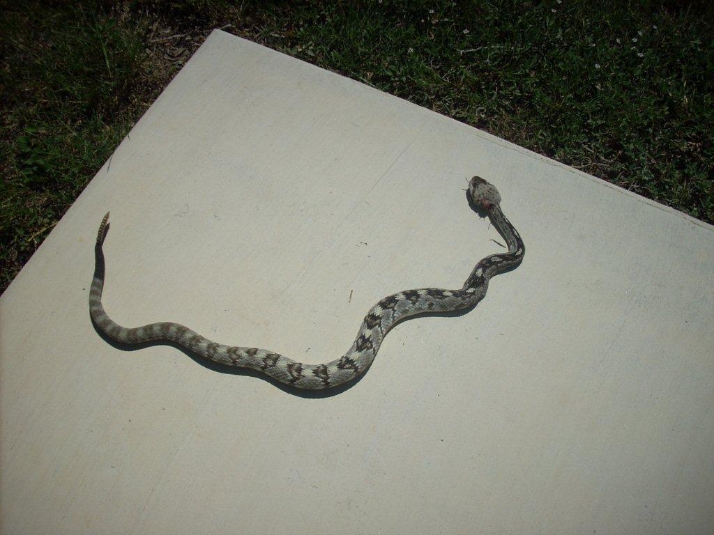 Eastern Black-tailed Rattlesnake in September 2012 by Travis LaDuc ...