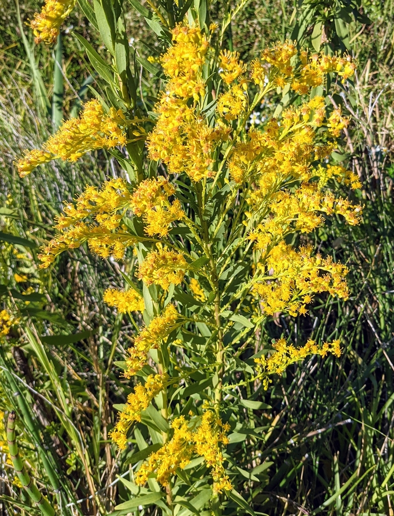 Southern Seaside Goldenrod from Waterfront Arts District, St ...