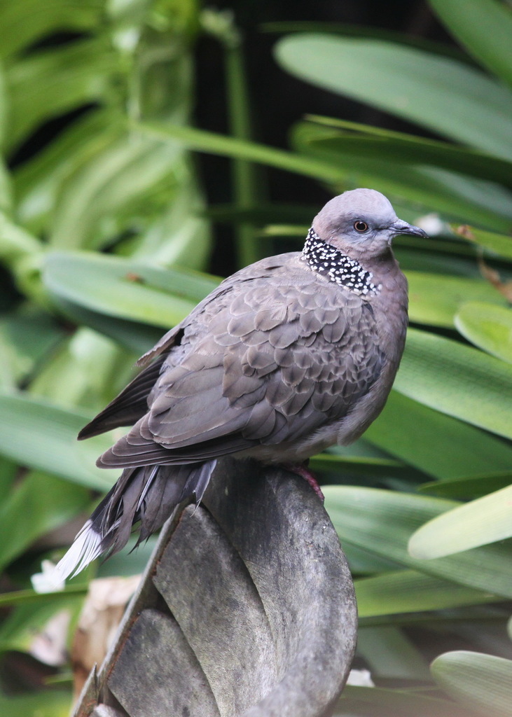 Spotted Dove from Melbourne VIC, Australia on November 13, 2021 at 12: ...