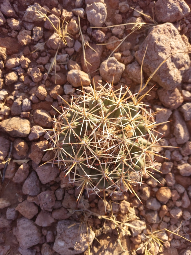 Long-tubercled Cory Cactus in December 2021 by Samuel Cordero CHH ...