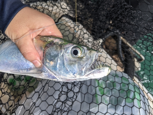 Wolf Herrings (Family Chirocentridae) · iNaturalist