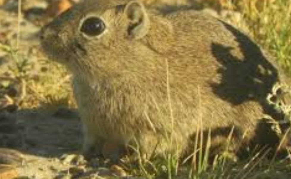 Rodents from Rionegro, Santander, Colombia on December 01, 2021 by ...