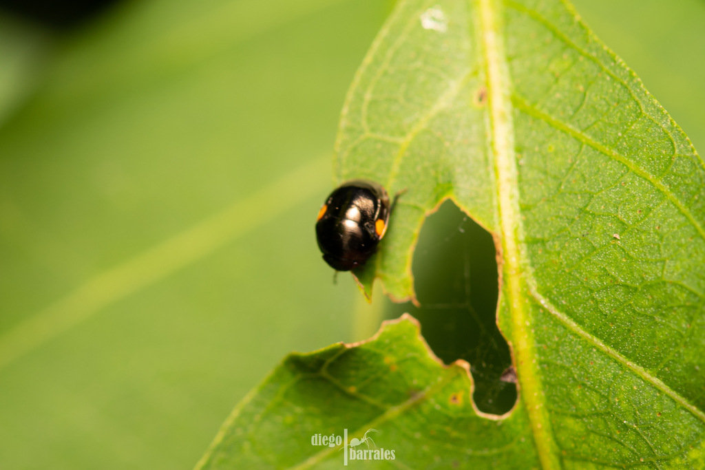 Galgupha from Mazatlán, Sin., México on October 18, 2021 at 12:47 PM by ...