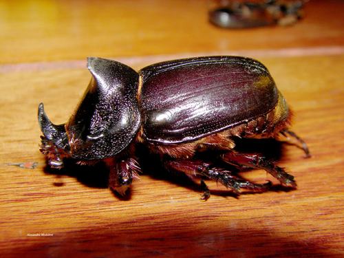 Heterogomphus aidoneus · iNaturalist