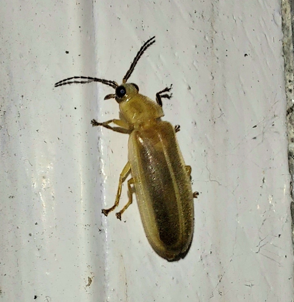 Fireflies from Arakan, PH-NC, PH on December 04, 2021 at 10:02 PM by ...