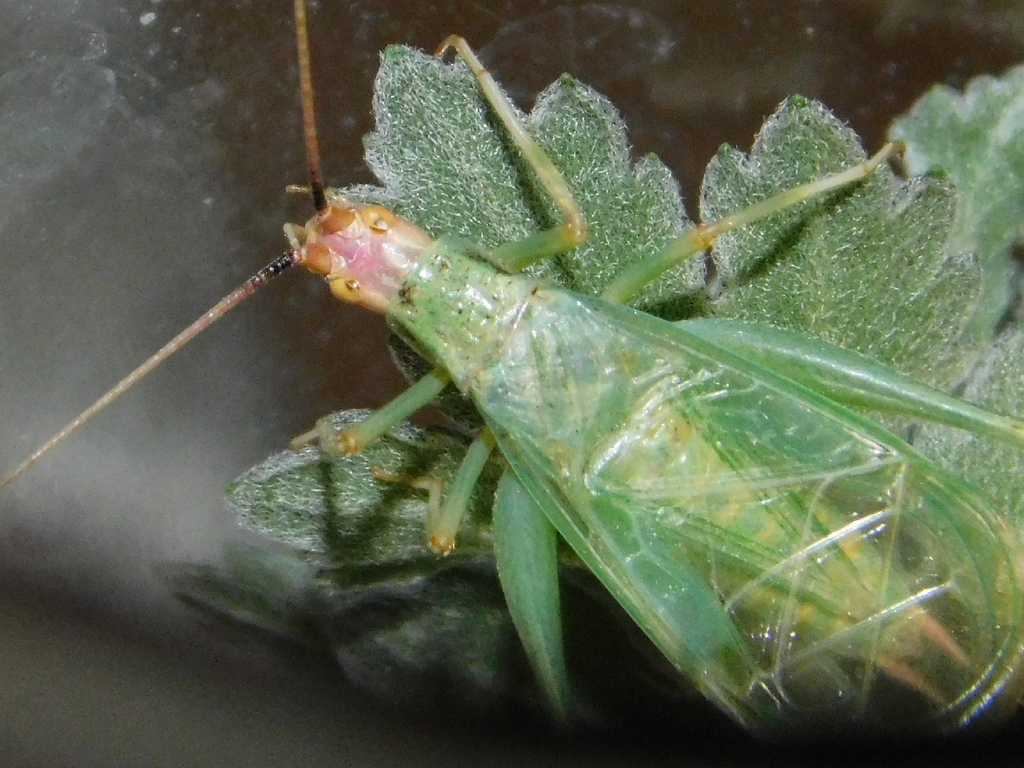 Western Tree Cricket from Mayer on December 03, 2021 at 11:03 PM by ...