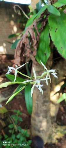 Epidendrum viviparum · iNaturalist