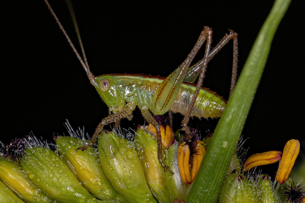 Lesser Meadow Katydids from Salto Rio Aporé , Cassilândia - MS, 79540 ...
