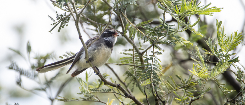 Grey Fantail from Paddys River ACT 2620, Australia on October 23, 2021 ...