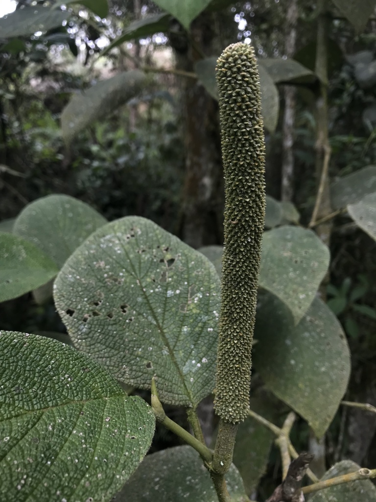 cordoncillo oscuro (Plantas útiles del bosque alto andino Colombiano ...