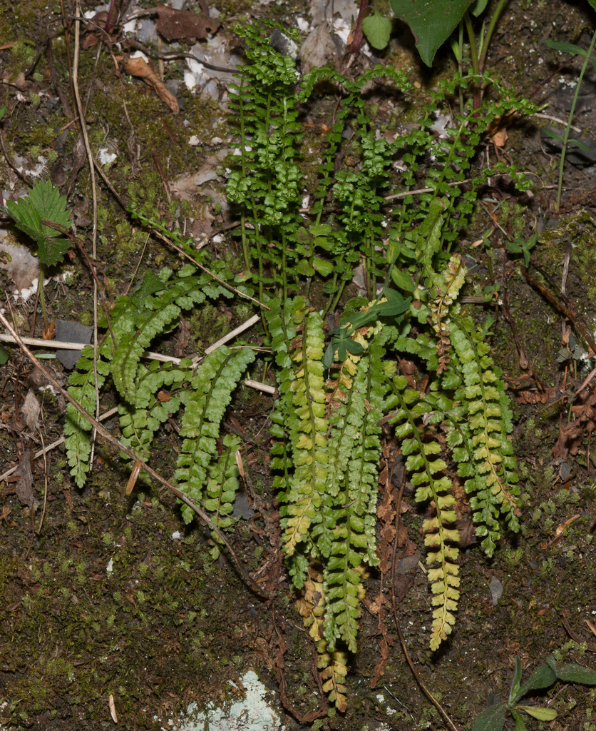 green spleenwort in June 2021 by Joshua Lincoln · iNaturalist