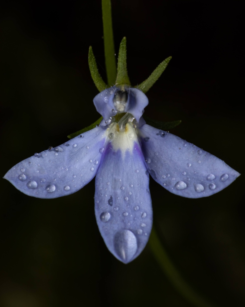 forest lobelia from Stoney Creek Day Use Area on December 2, 2021 at 01 ...