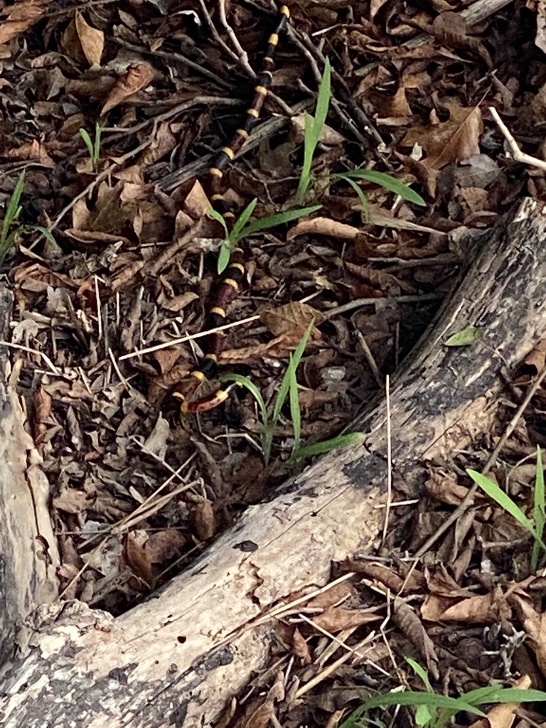 Texas Coralsnake from McKinney Falls Pkwy, Austin, TX, US on December ...