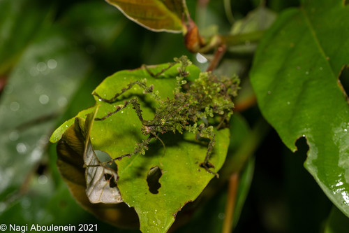 Taraxippus Samarae A New Species, Taraxippus Samarae "Siquirres" | By