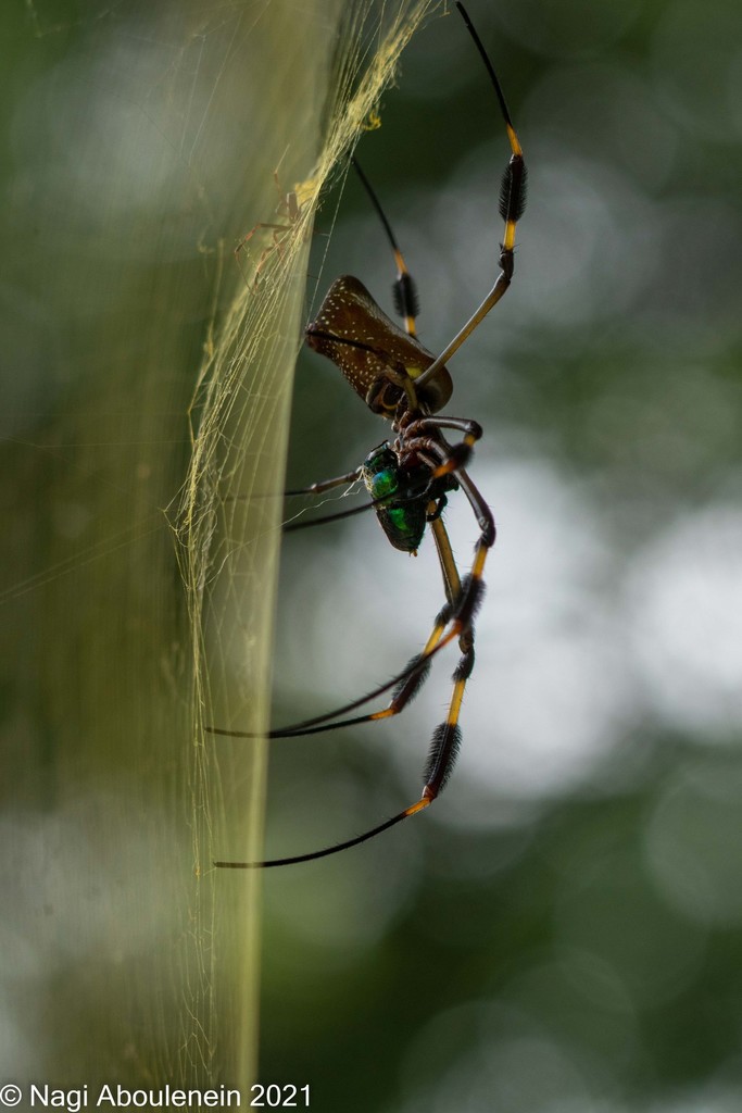 Golden Silk Spider from Sarapiquí, Heredia, Costa Rica on August 11 ...