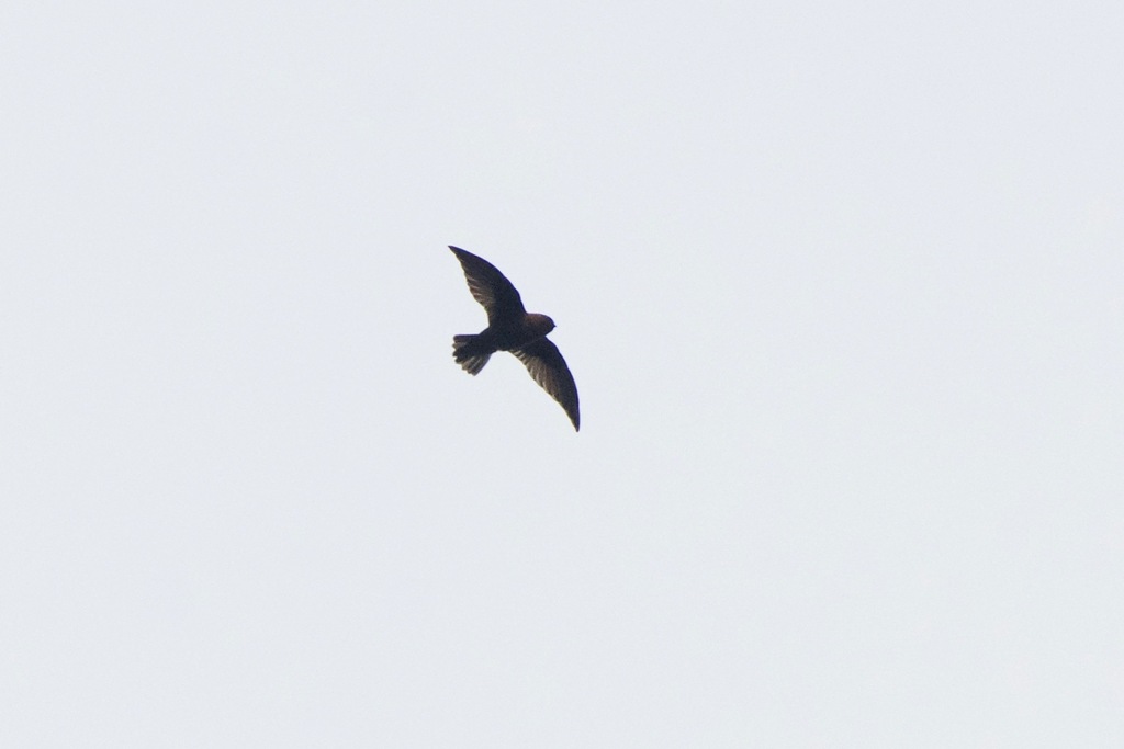 Chestnut-collared Swift from Lagunas de Volcán, Panamá on November 28 ...