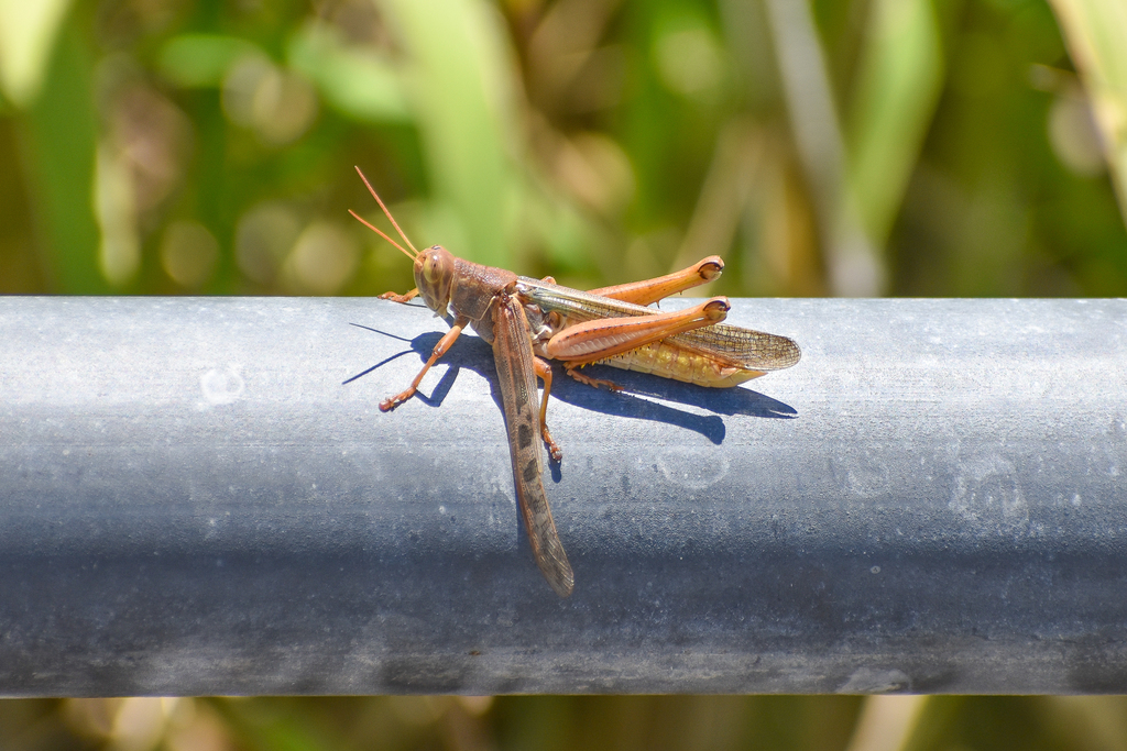 Confusing Spur-throated Locust from Kedron Brook Bikeway, Lutwyche QLD ...