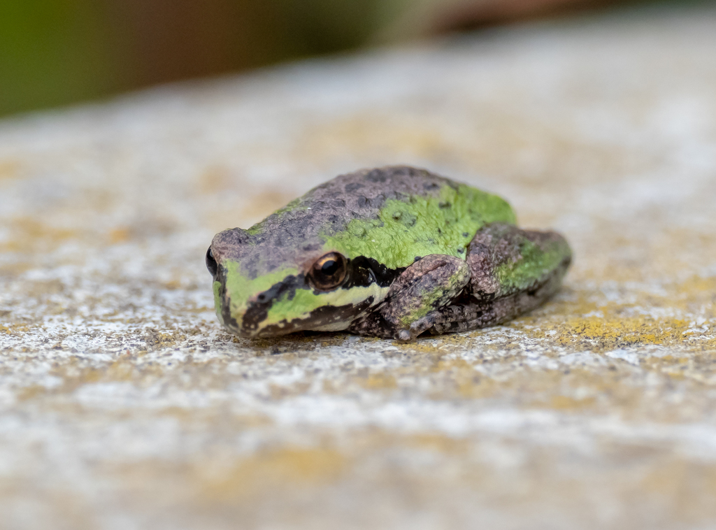 Baja California Tree Frog from Oso Flaco Lake, California 93420, USA on ...