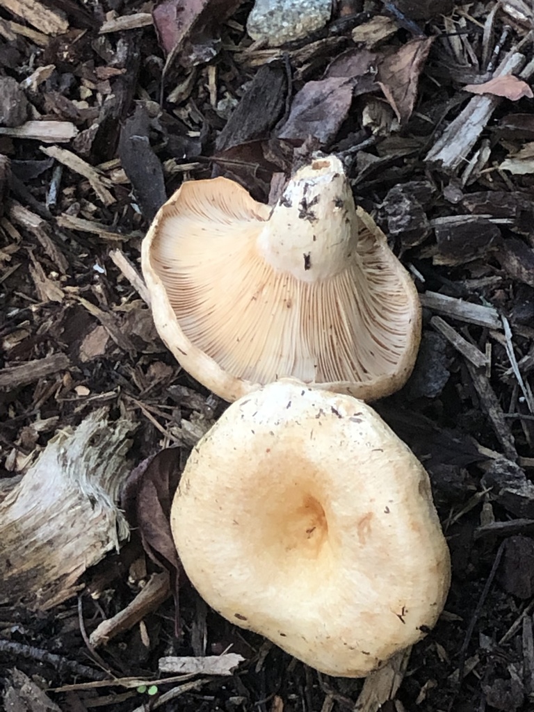 golden milkcap from Covey Ct, Napa, CA, US on November 17, 2021 at 08: ...