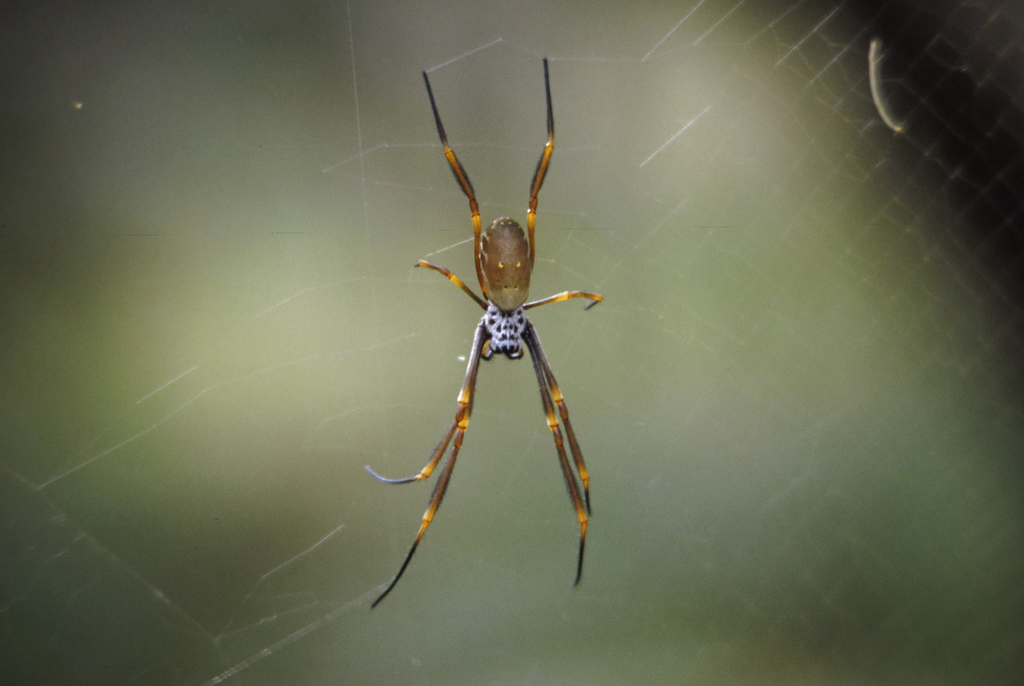Tiger Spider from Fraser Island QLD 4581, Australia on July 31, 1988 at ...