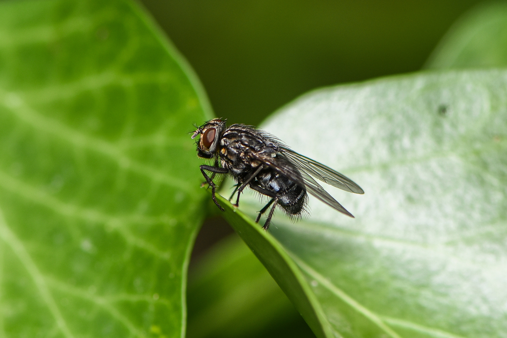 Calyptrate Flies from Thessalia, Greece on October 23, 2021 at 11:47 AM ...