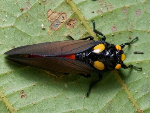 Huechys fusca · iNaturalist