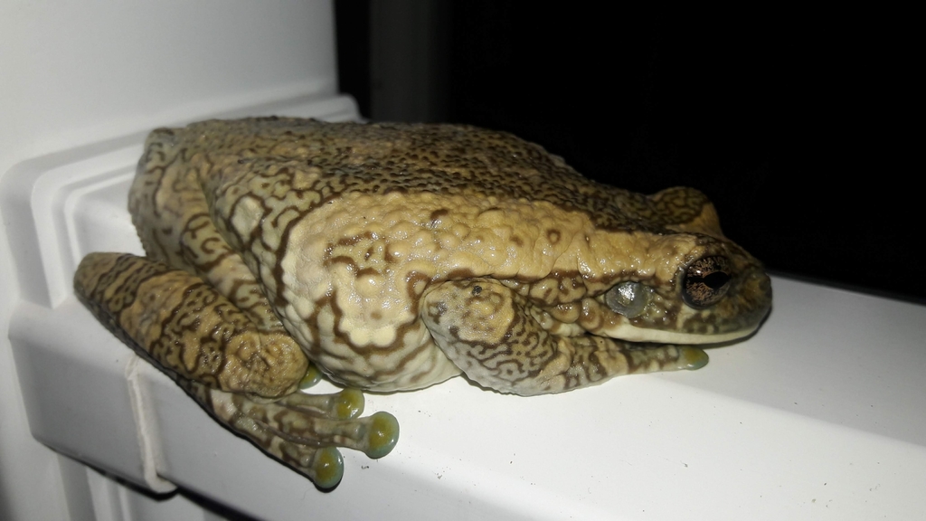 Veined Tree Frog from Point Radix, Ortoire, Trinidad and Tobago on June ...