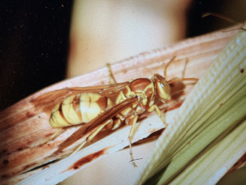 Golden Paper Wasp from Tohono Chul Park, Tucson, AZ, US on December 3 ...