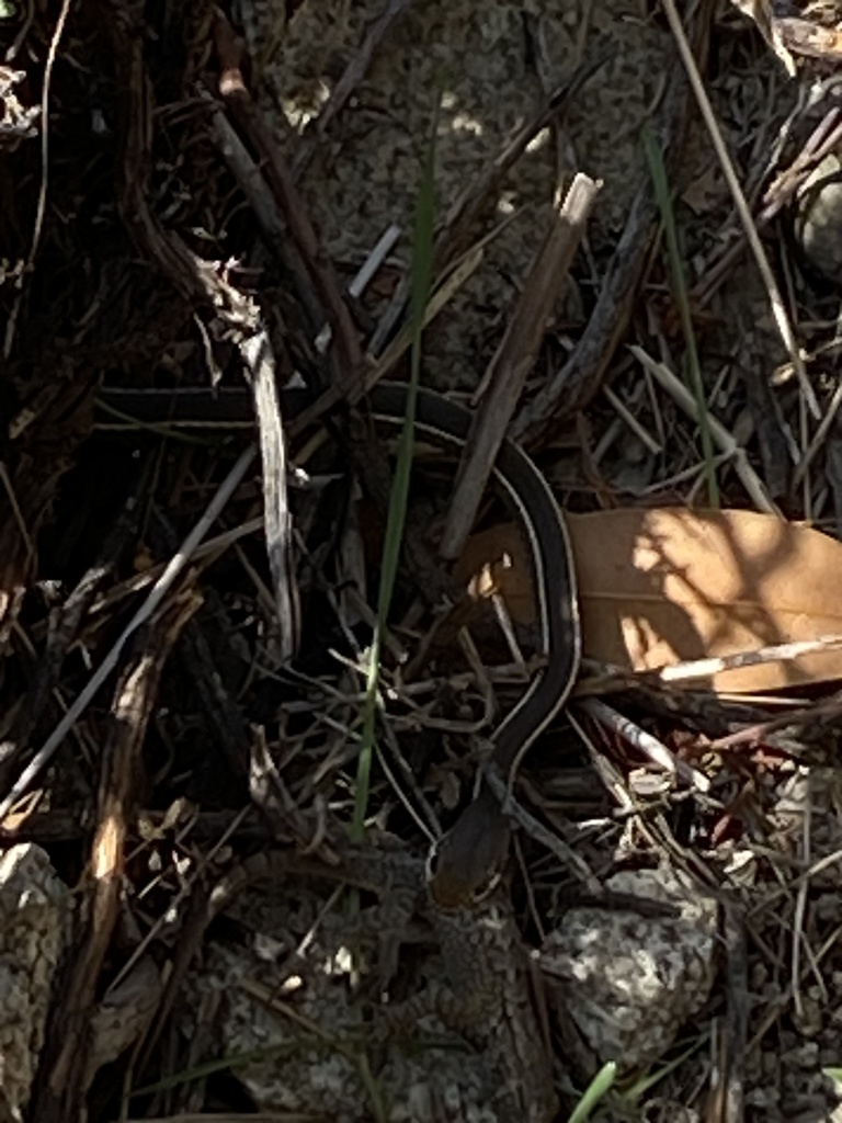 Striped Racer from N Arroyo Blvd, Pasadena, CA, US on November 9, 2021 ...