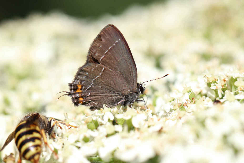 Satyrium ornata from 中国河北省石家庄市平山县 on August 9, 2020 at 10:36 AM by 石柒 ...