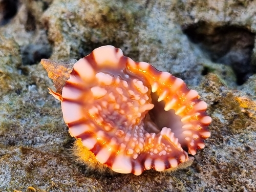 Common Distorsio (Distorsio anus) · iNaturalist