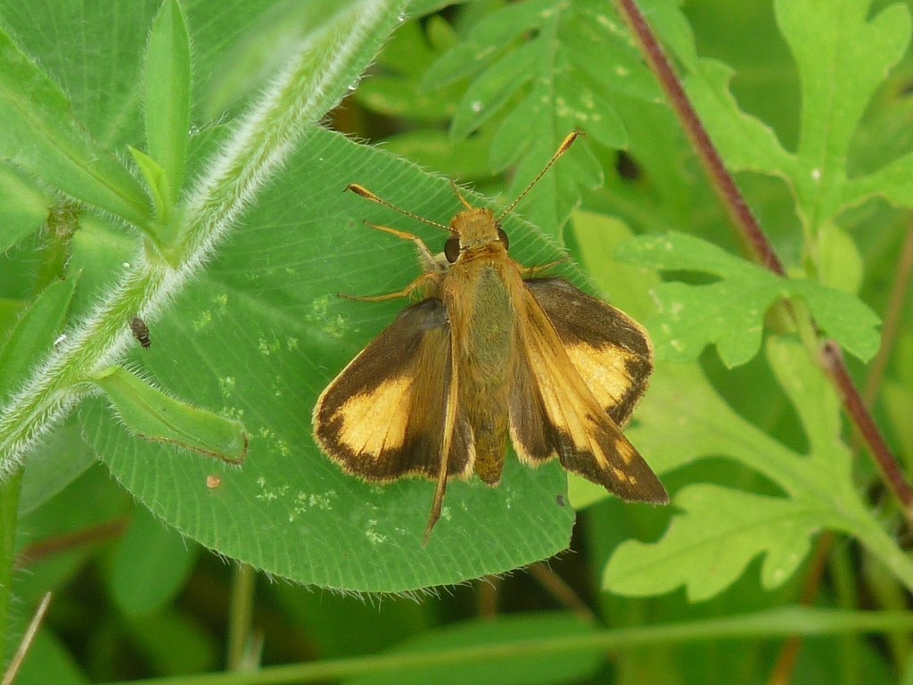Zabulon Skipper from Grayson County, VA, USA on August 11, 2018 at 09: ...