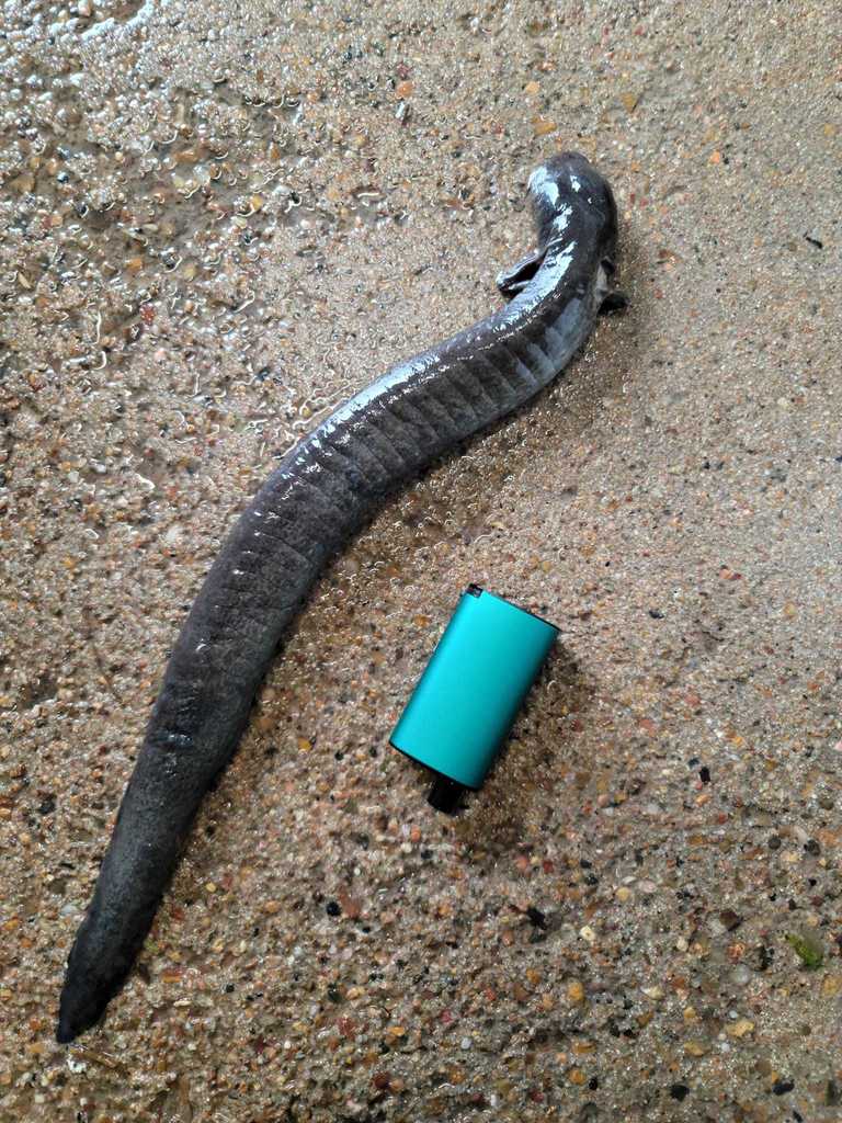 Lesser Siren from Chambers County, TX, USA on December 05, 2021 at 01: ...