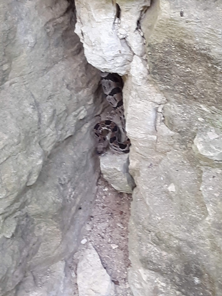 Timber Rattlesnake in October 2021 by Grant · iNaturalist