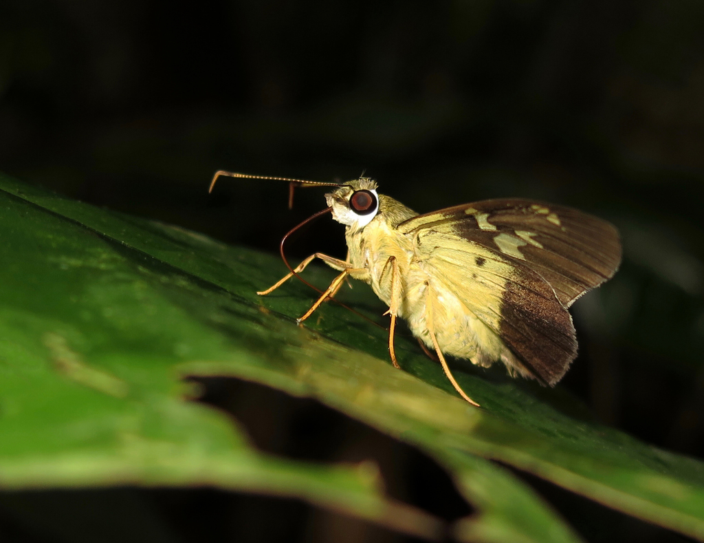 Nascus solon from Tambopata, Peru on October 1, 2017 at 07:27 AM by ...