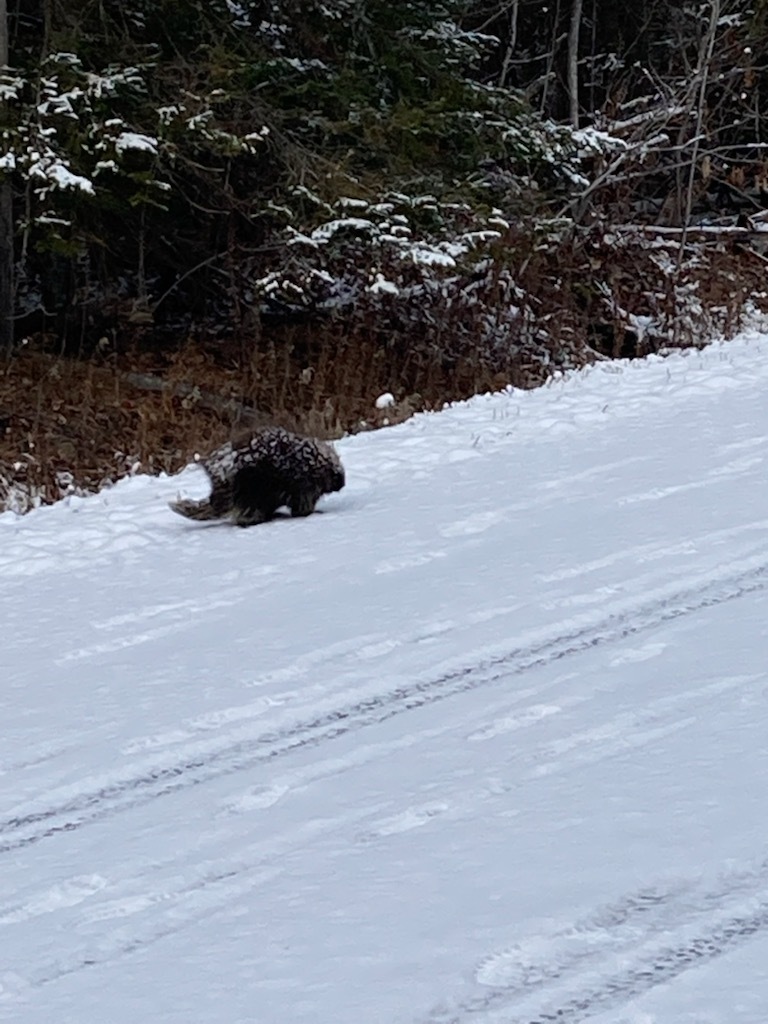 North American Porcupine from St. Joseph's Island, Lake Huron, Ontario ...