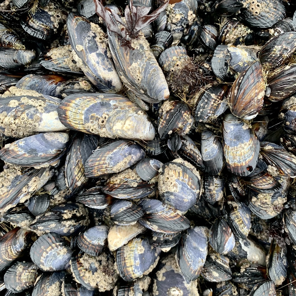 California Mussel from North Pacific Ocean, CA, US on December 03, 2021 ...