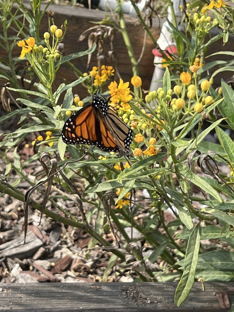 Monarch from Jane Addams Middle School, Lawndale, CA, US on December 06 ...