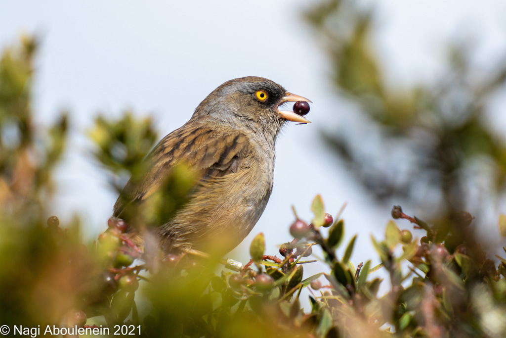 Volcano Junco from Pérez Zeledón, San José, Costa Rica on August 09 ...