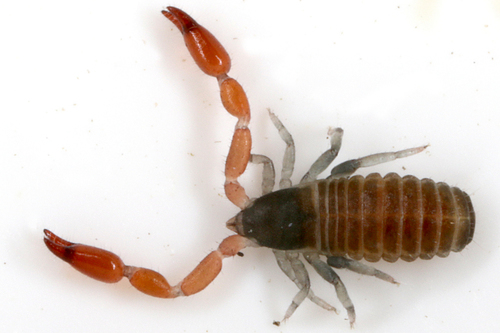 Atemnus politus · iNaturalist