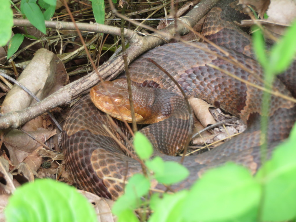Eastern Copperhead in August 2020 by Kyle Klotz · iNaturalist