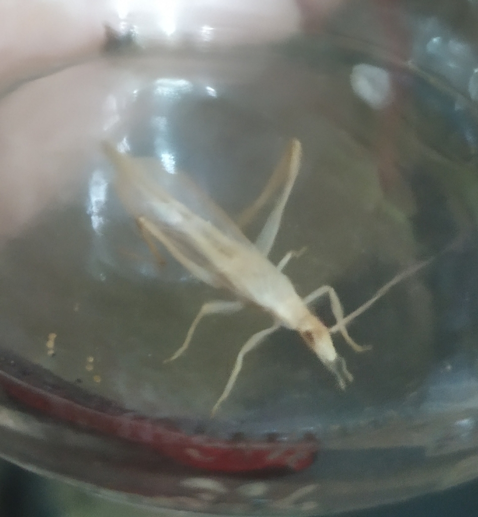 Common Tree Crickets from 46002 Valencia, Spain on September 17, 2019 ...