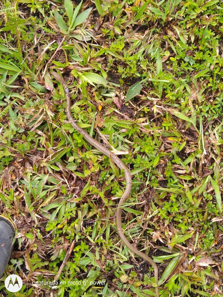 Boddaert's Tropical Racer from El Paraiso on December 03, 2021 at 11:05 ...