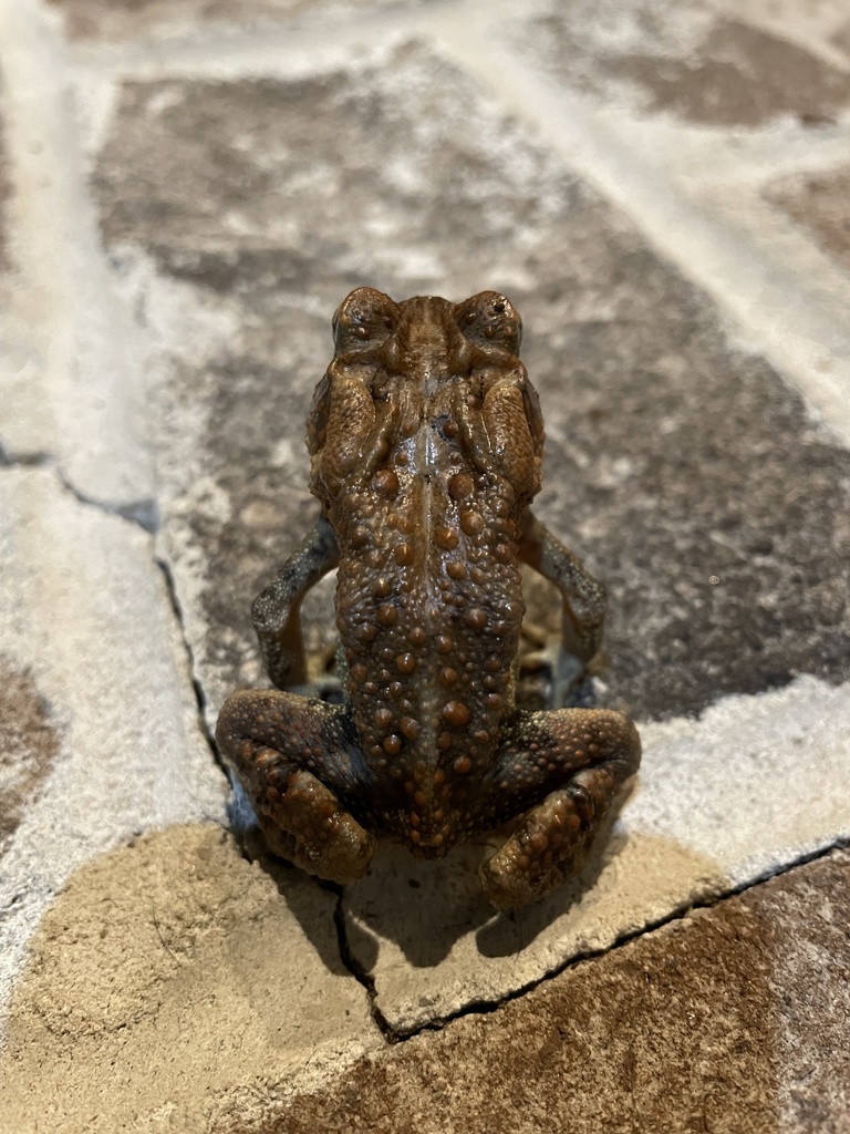 Southern Toad from Greenleaf Rd, Bluffton, SC, US on December 06, 2021 ...
