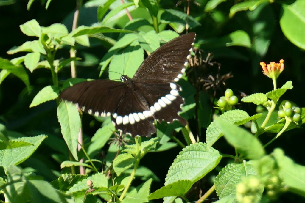 Common Mormon Swallowtail from 香港大嶼山 on November 25, 2021 at 10:43 AM ...