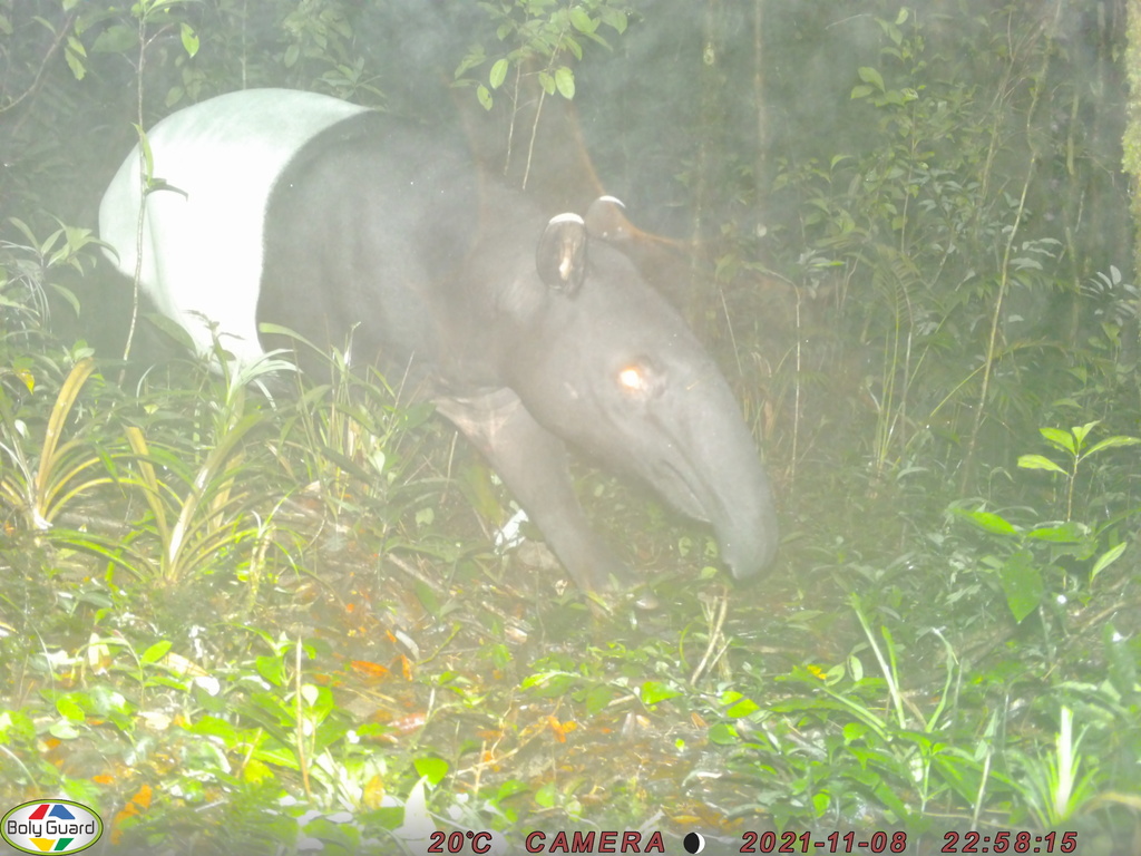 Malayan Tapir in November 2021 by Aukrit pumnual. BMC CAMERA · iNaturalist