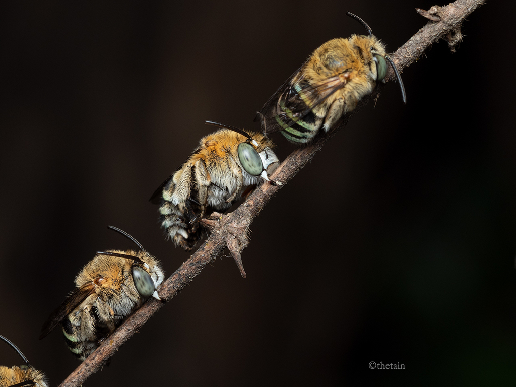 Amegilla parhypate in August 2021 by thetain · iNaturalist