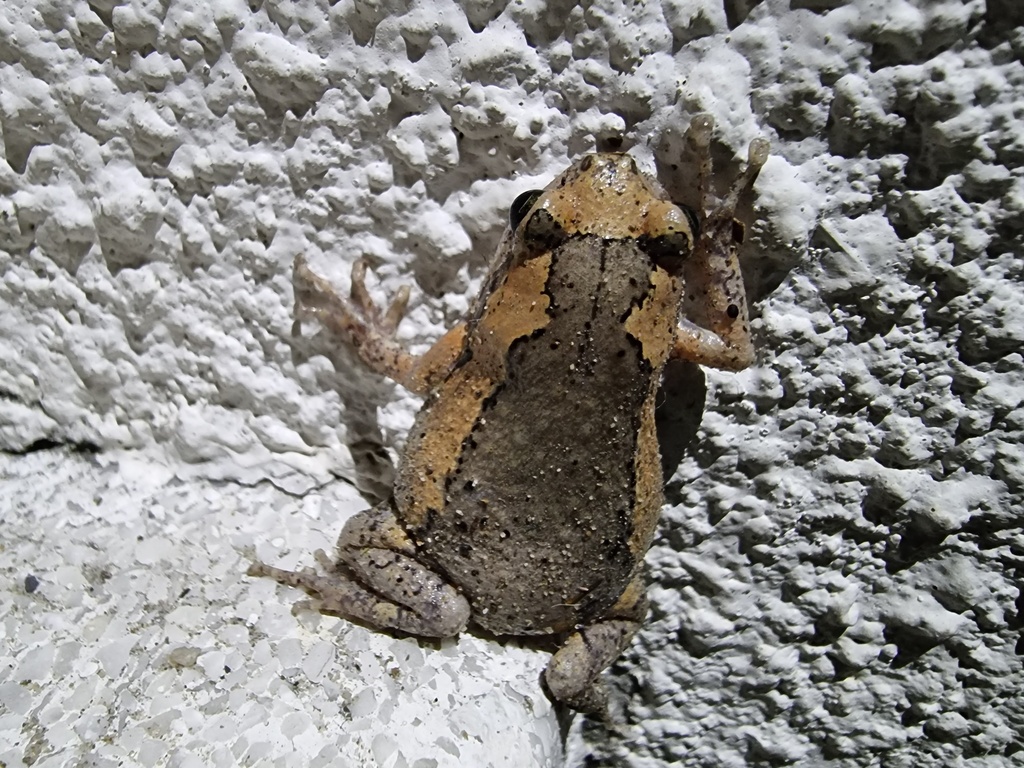 Asian Painted Frog from Soi Hua Hin 7, Hua Hin, Prachuap Khiri Khan, TH ...