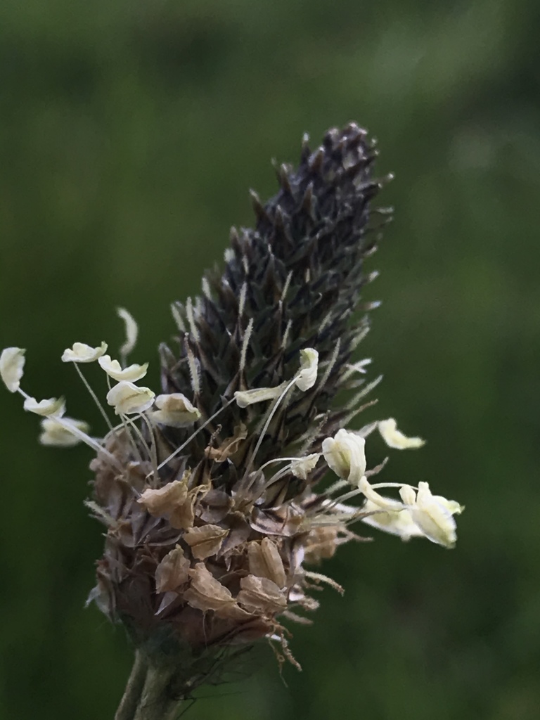 cancerina (Plantas útiles del bosque alto andino Colombiano (Vereda ...